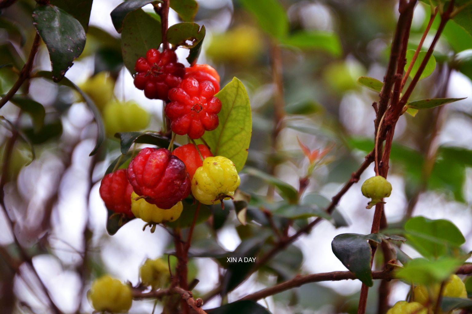 【旅游】槟城热带果园 Penang Tropical Fruit Farm – Xin A Day 昕 一 天