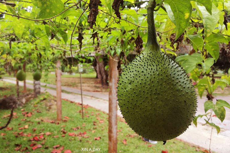 【旅游】槟城热带果园 Penang Tropical Fruit Farm – Xin A Day 昕 一 天